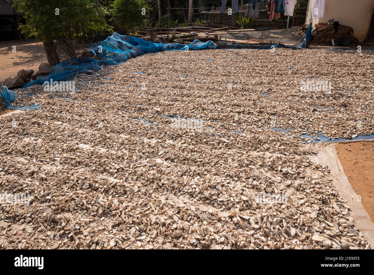 The cut cassava (Manihot esculenta), also known as yucca, or yucca ...