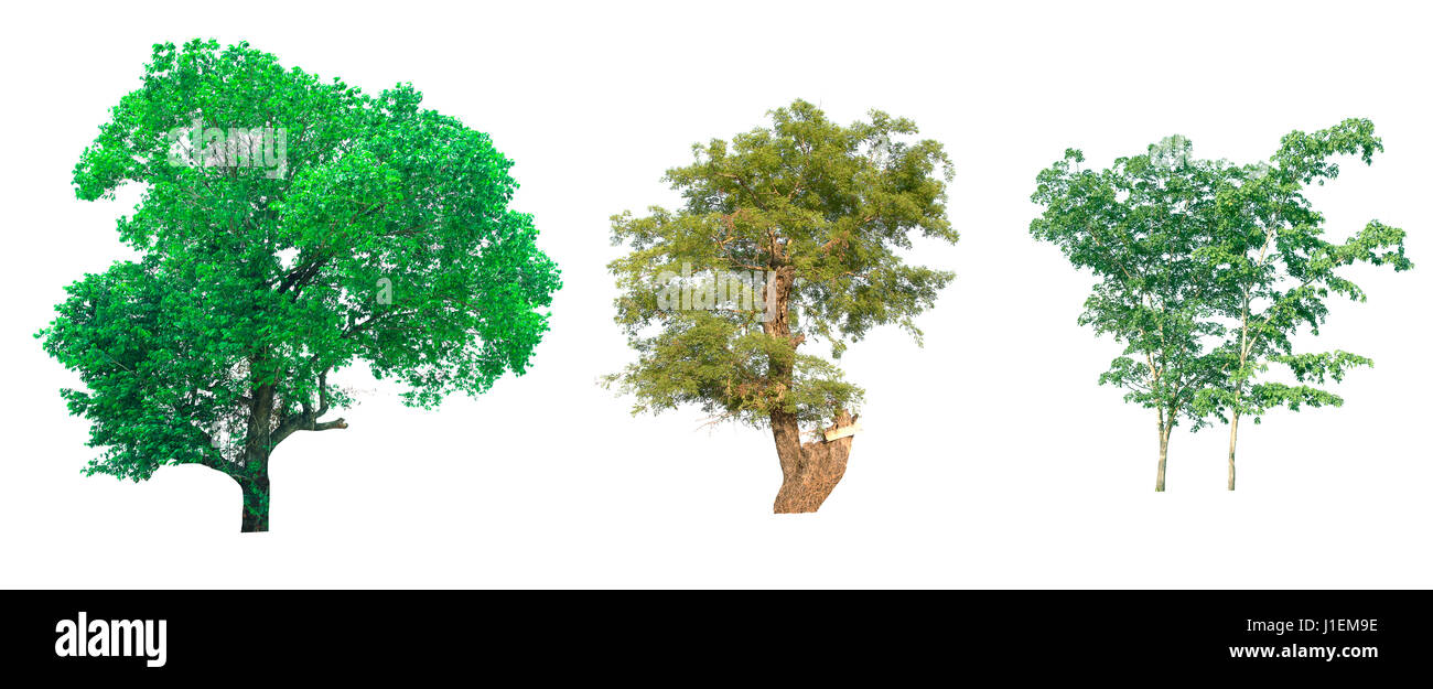 Isolated tree, Tree on white background, Collection of tree Stock Photo ...