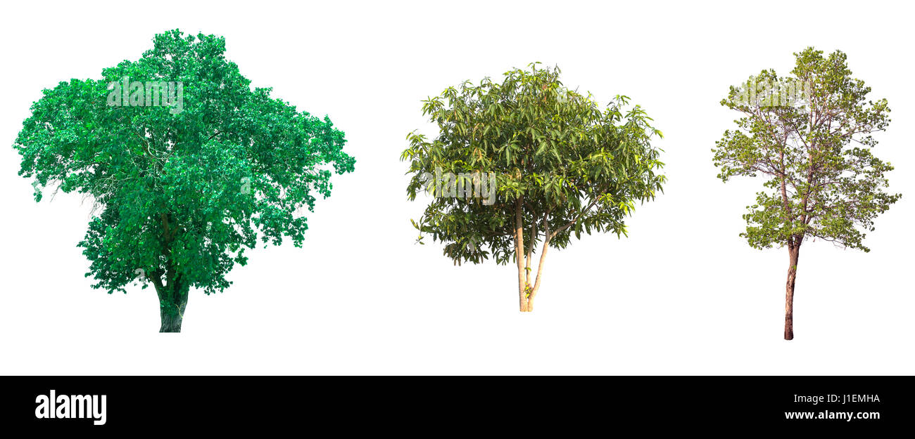Isolated tree, Tree on white background, Collection of tree Stock Photo ...