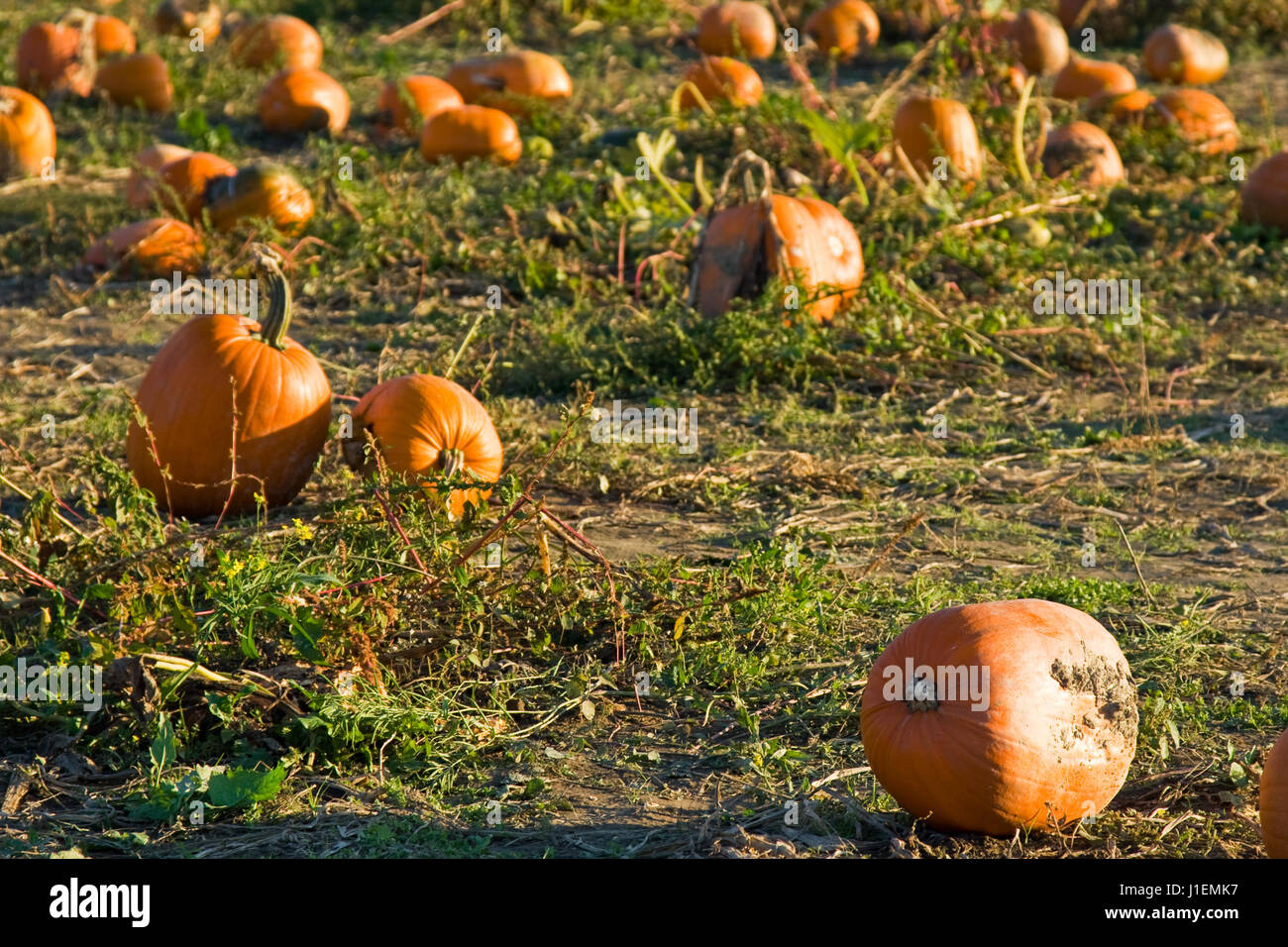 Dirt on pumpkins hi-res stock photography and images - Alamy