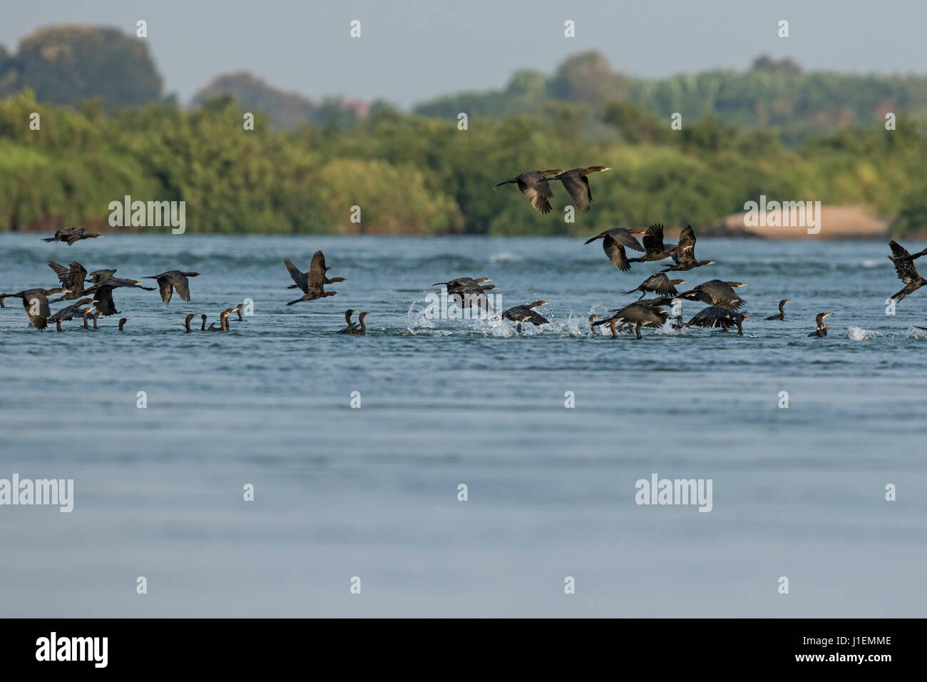 Little Cormorants (Phalacrocorax niger) flying , Mekong River, Kampi ...