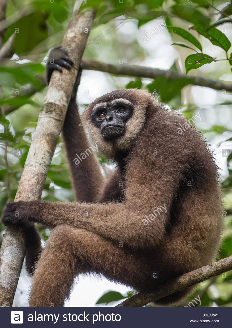 Agile Gibbon Hylobates Agilis Stock Photos & Agile Gibbon Hylobates ...