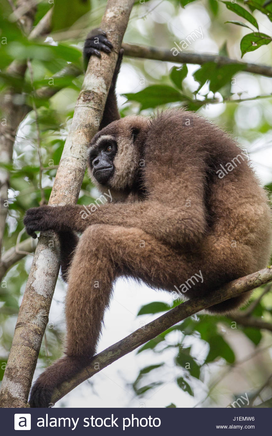 Agile Gibbon Hylobates Agilis Stock Photos & Agile Gibbon Hylobates ...