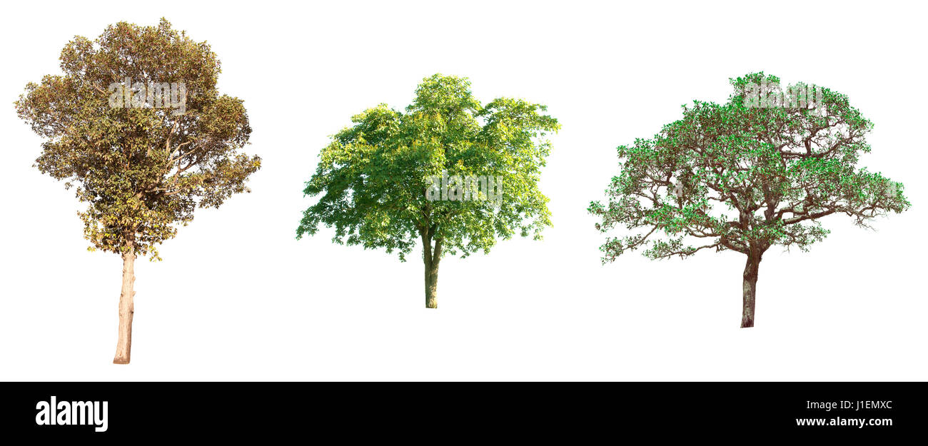 Isolated tree, Tree on white background, Collection of tree Stock Photo ...