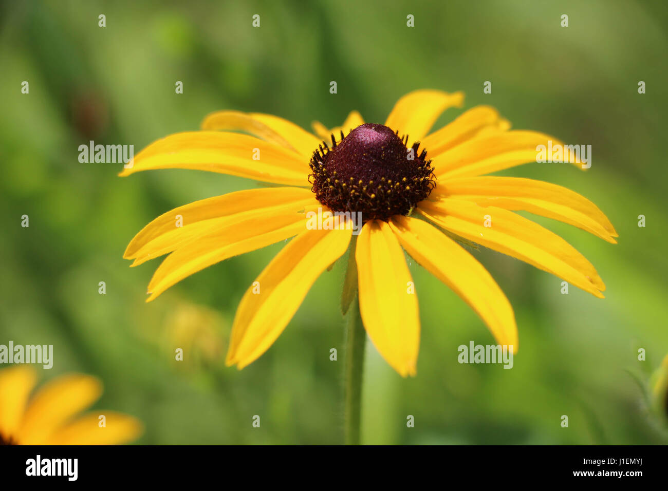 Yellow Coneflower Closeup Stock Photo - Alamy