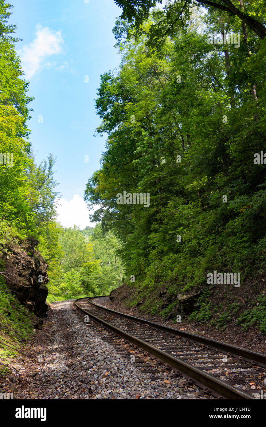 Railroad Tracks Through the Forest Stock Photo - Alamy