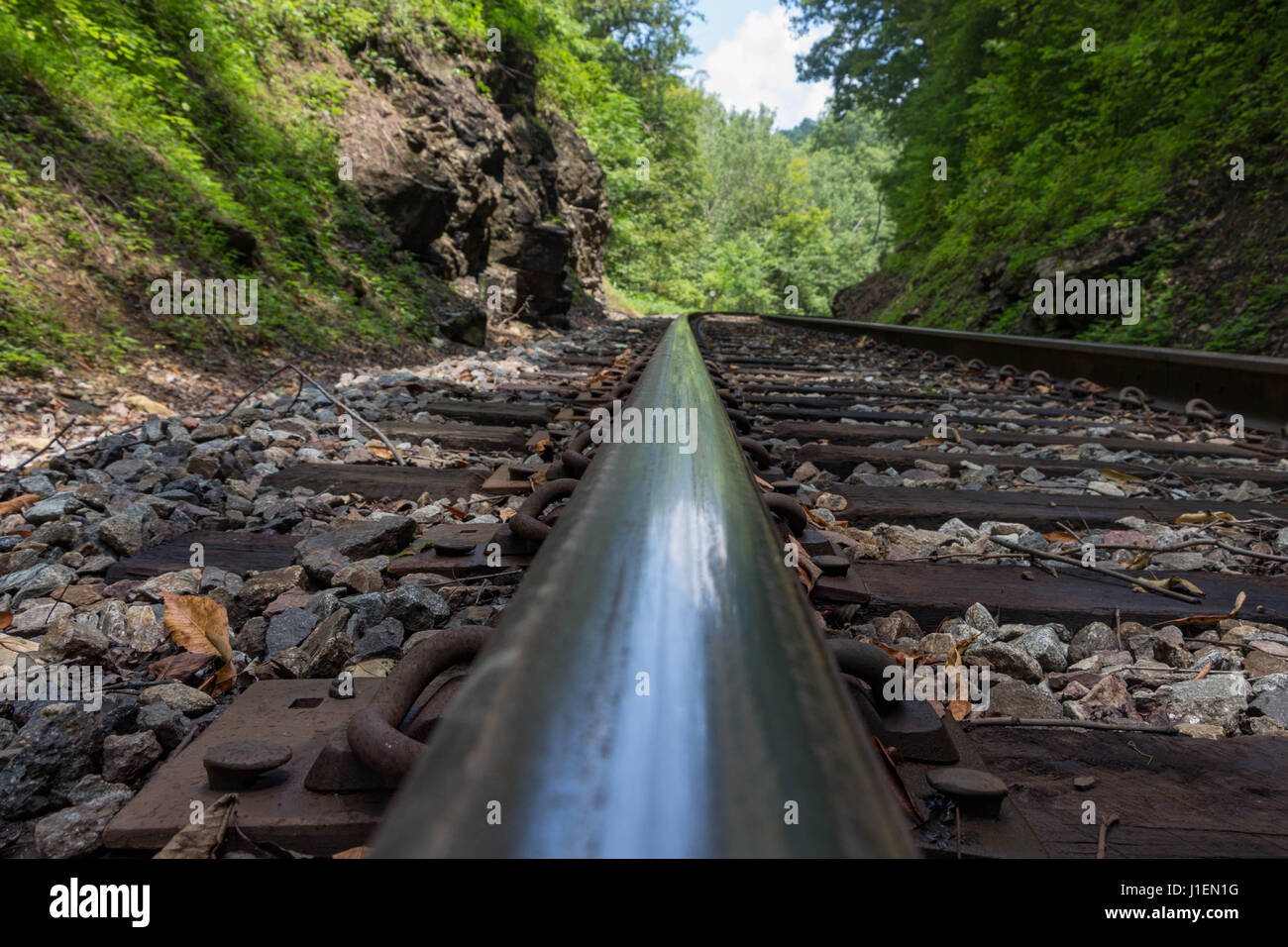 Railroad Tracks Through the Forest Stock Photo - Alamy