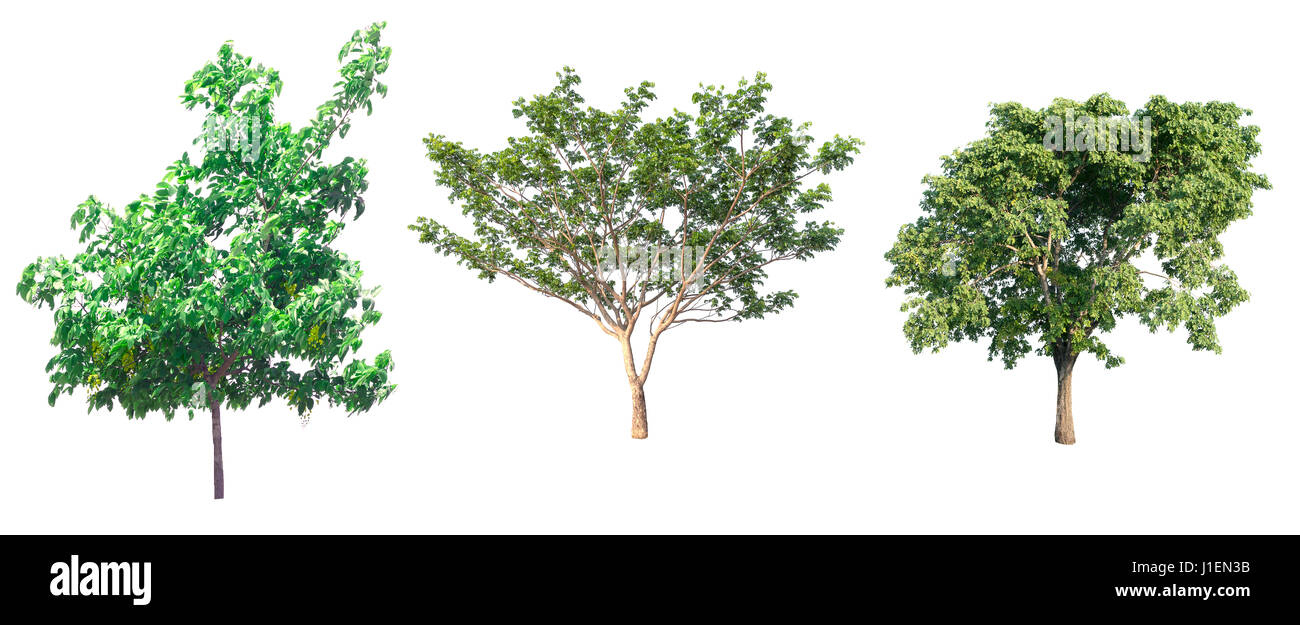 Isolated tree, Tree on white background, Collection of tree Stock Photo ...