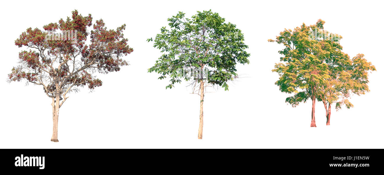 Isolated tree, Tree on white background, Collection of tree Stock Photo ...