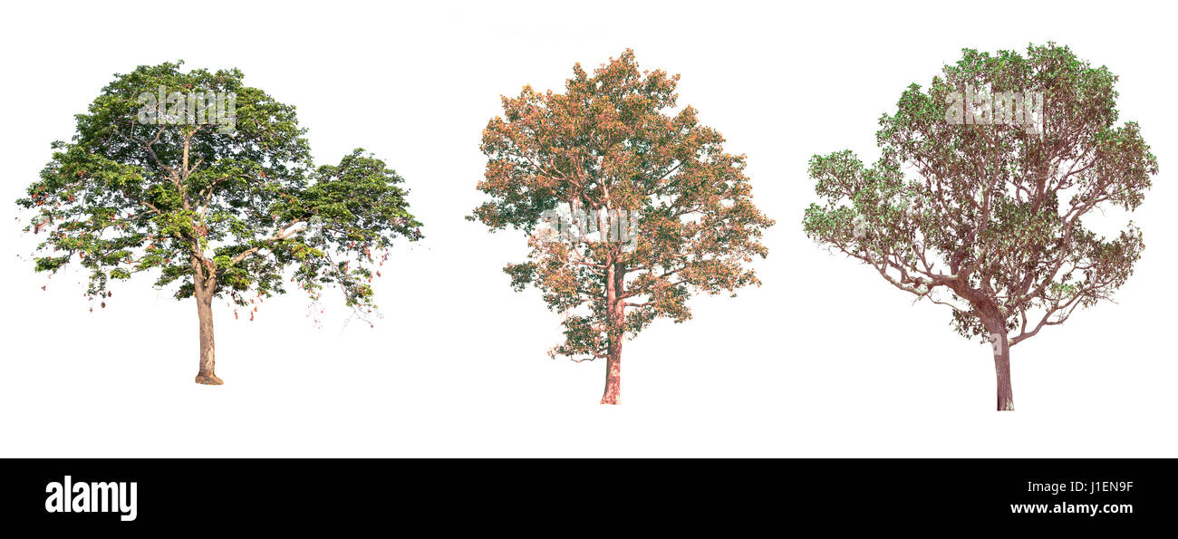 Isolated tree, Tree on white background, Collection of tree Stock Photo ...