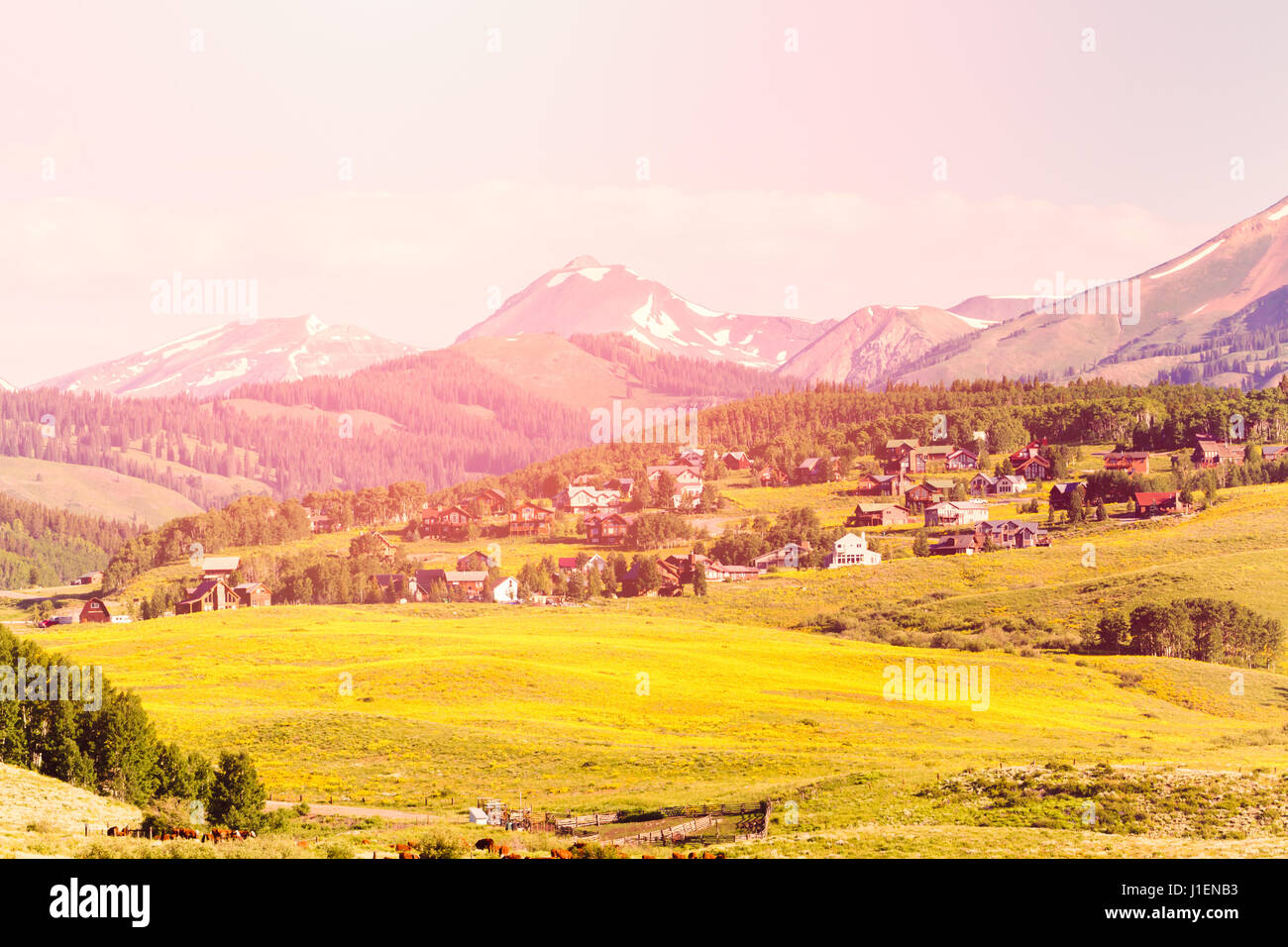Valley covered with yellow wildflowers in Colorado Stock Photo - Alamy