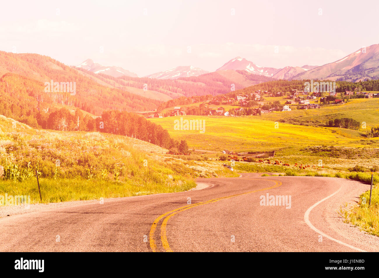 Valley covered with yellow wildflowers in Colorado Stock Photo - Alamy