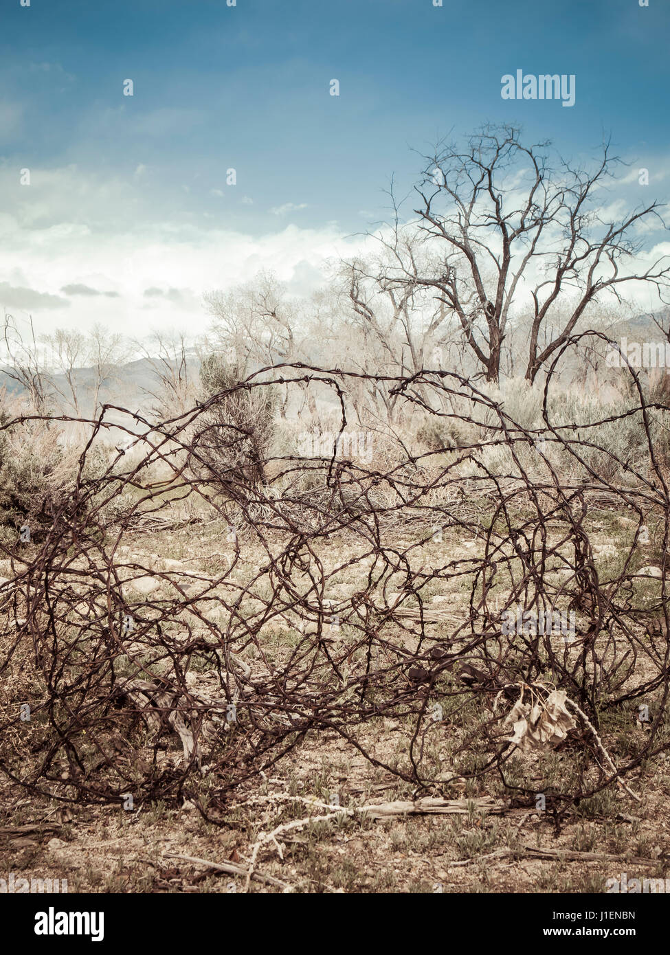 Tangled old barbed wire fencing on an abandoned ranch in the west Stock ...