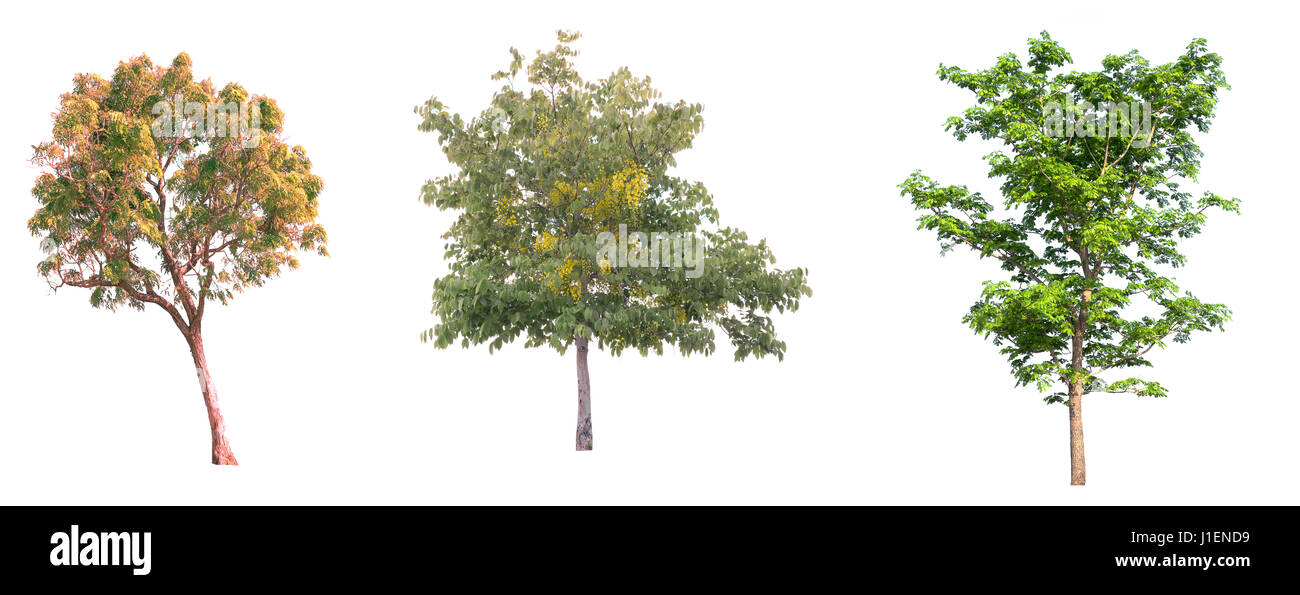 Isolated tree, Tree on white background, Collection of tree Stock Photo ...