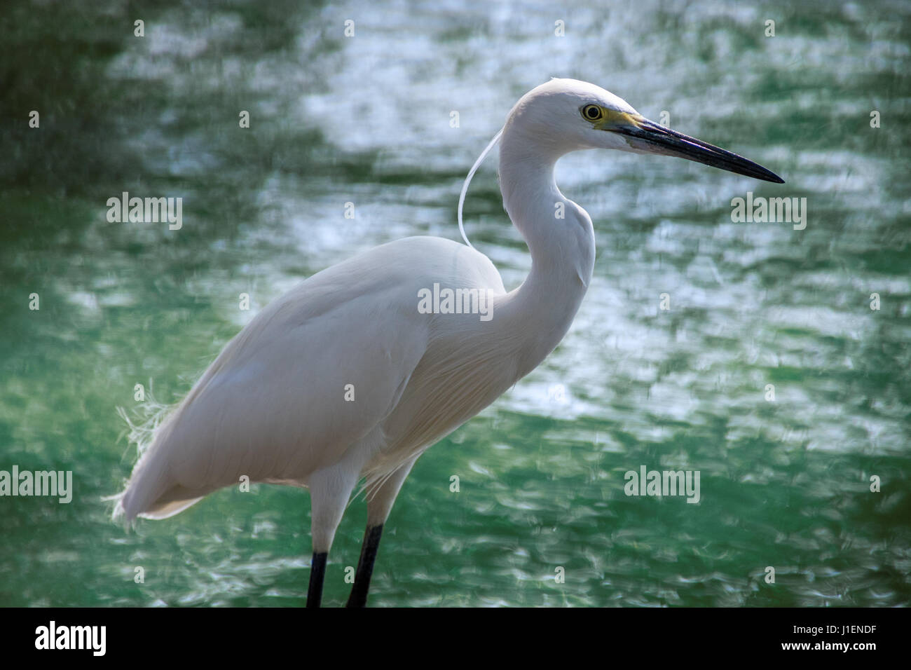 Crane bird in front of Tree Stock Photo - Alamy