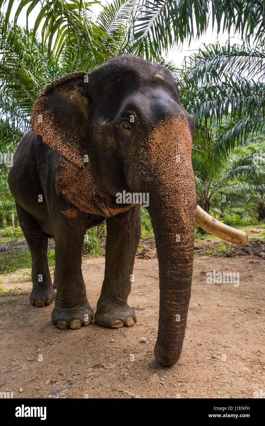 Old happy elephant living on a farm Stock Photo - Alamy