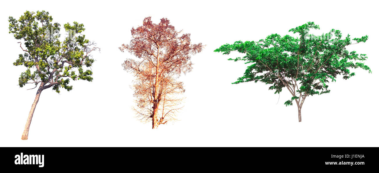 Isolated tree, Tree on white background, Collection of tree Stock Photo ...