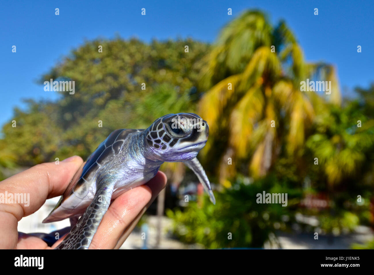 Cayo largo turtle rescue center hi-res stock photography and images - Alamy