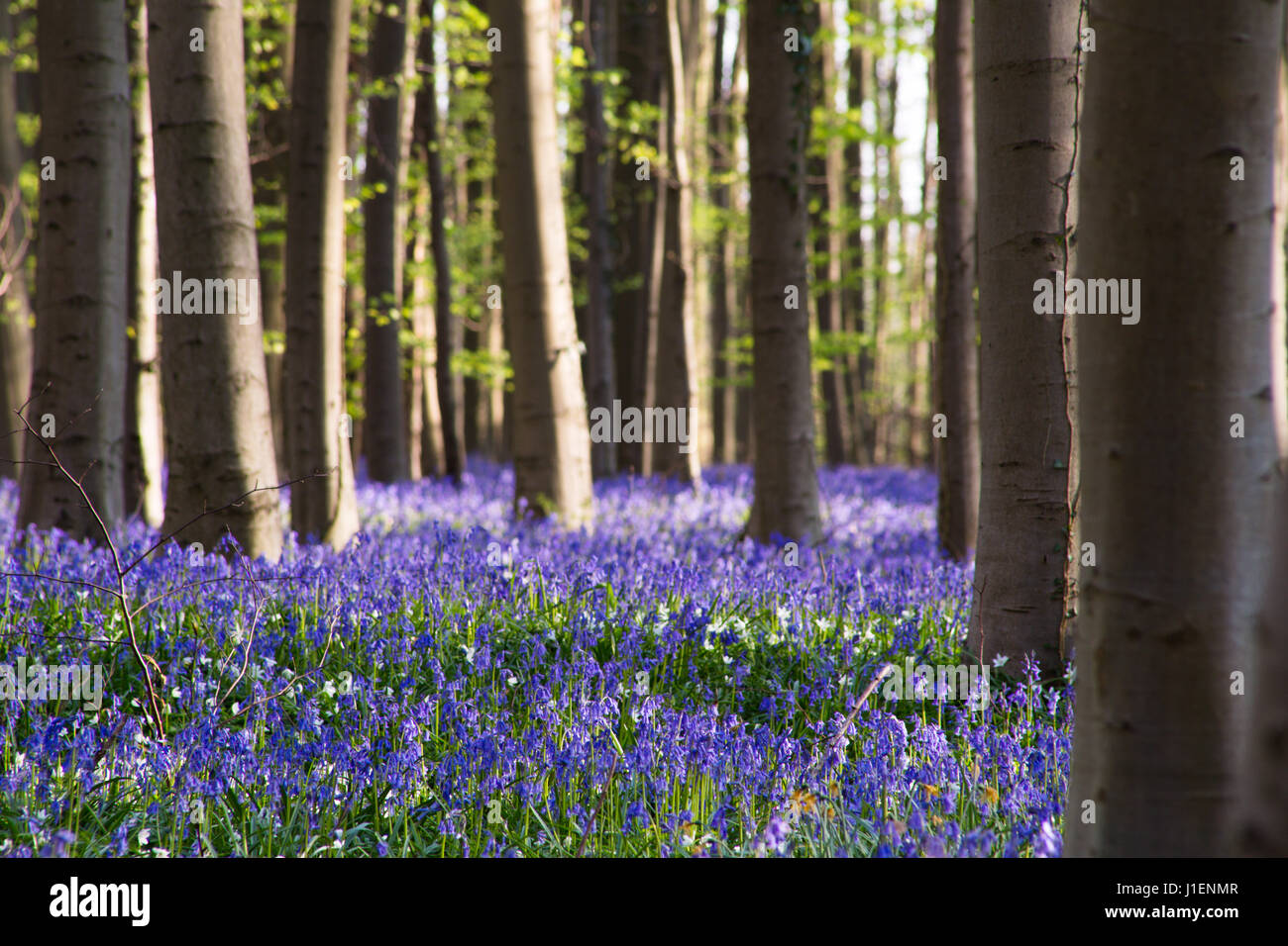 The bluebells flowers during springtime in Hallerbos, Halle, Belgium ...