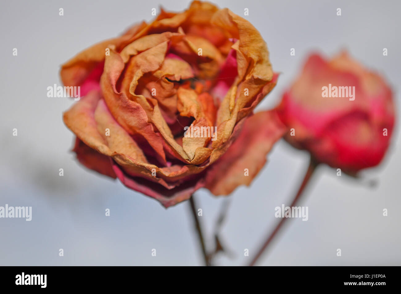 Yellow decay petal rose hi-res stock photography and images - Alamy