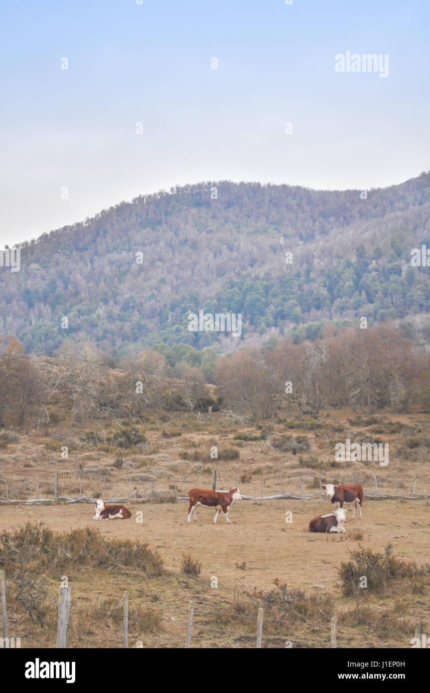 Large pasture with grazing cattle. Red Angus, Hereford, Andes Mountains ...