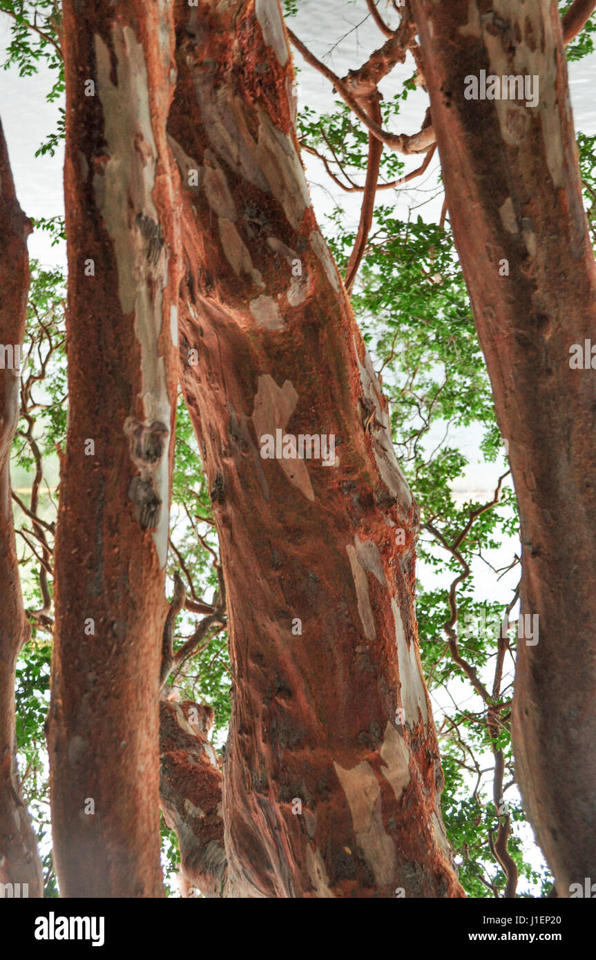 Arrayan tree hi-res stock photography and images - Alamy