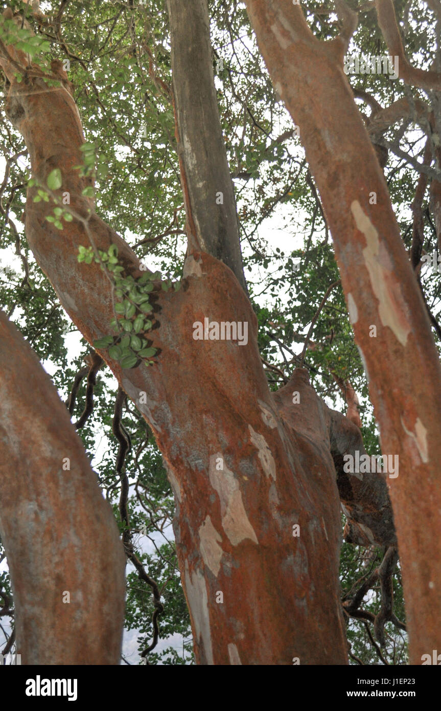 Luma apiculata hi-res stock photography and images - Alamy