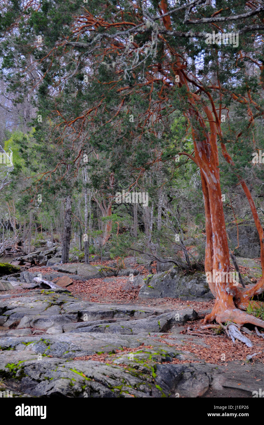 Arrayan tree in Patagonia, Argentina - Luma apiculata Stock Photo - Alamy