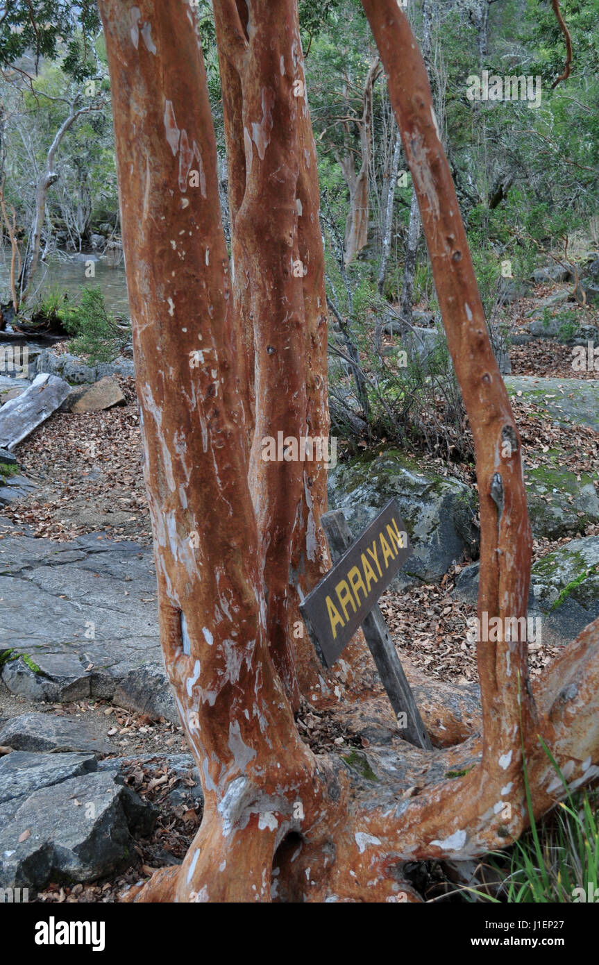Arrayan tree in Patagonia, Argentina - Luma apiculata Stock Photo - Alamy