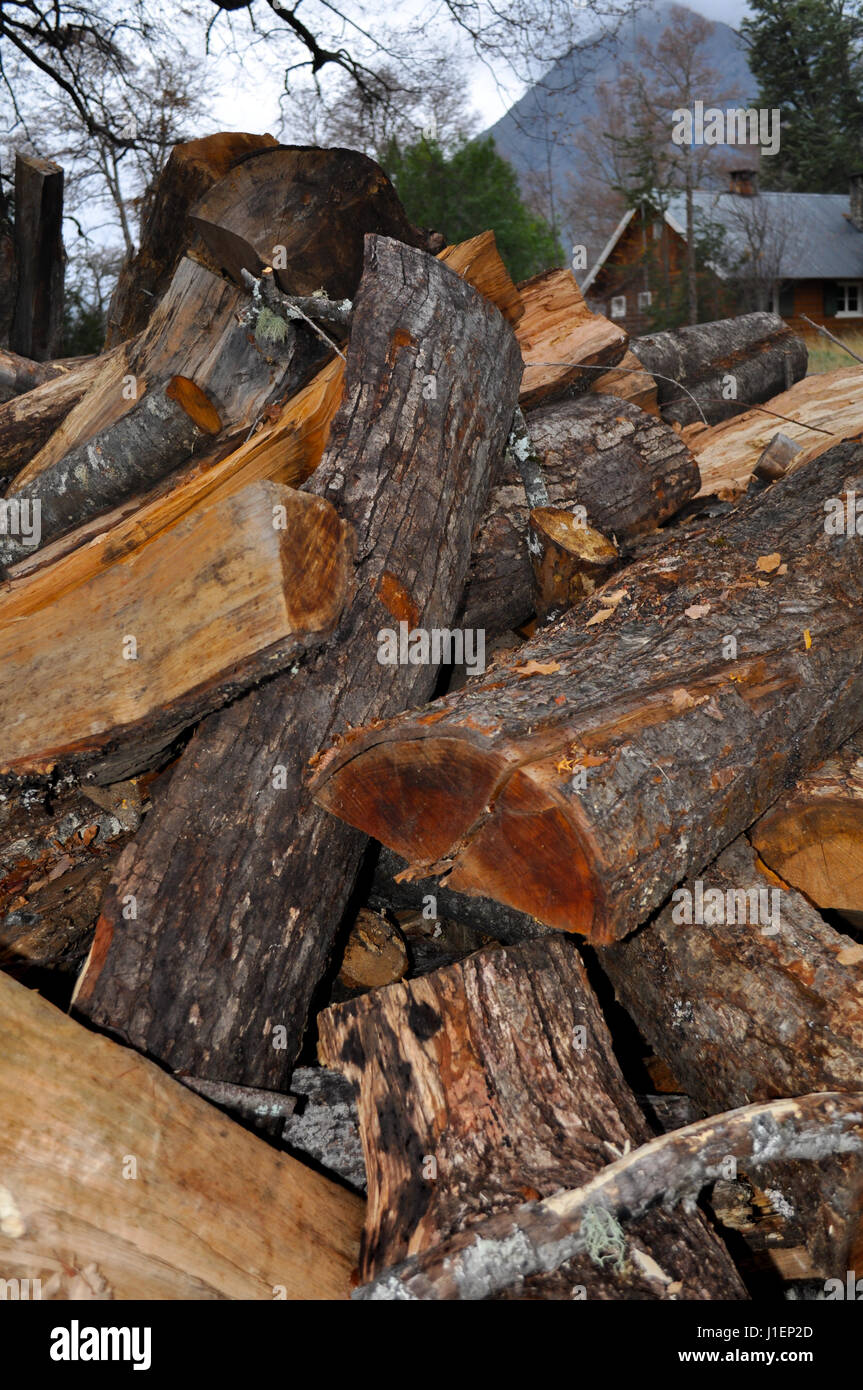Pile of chopped wood in the forest Stock Photo - Alamy