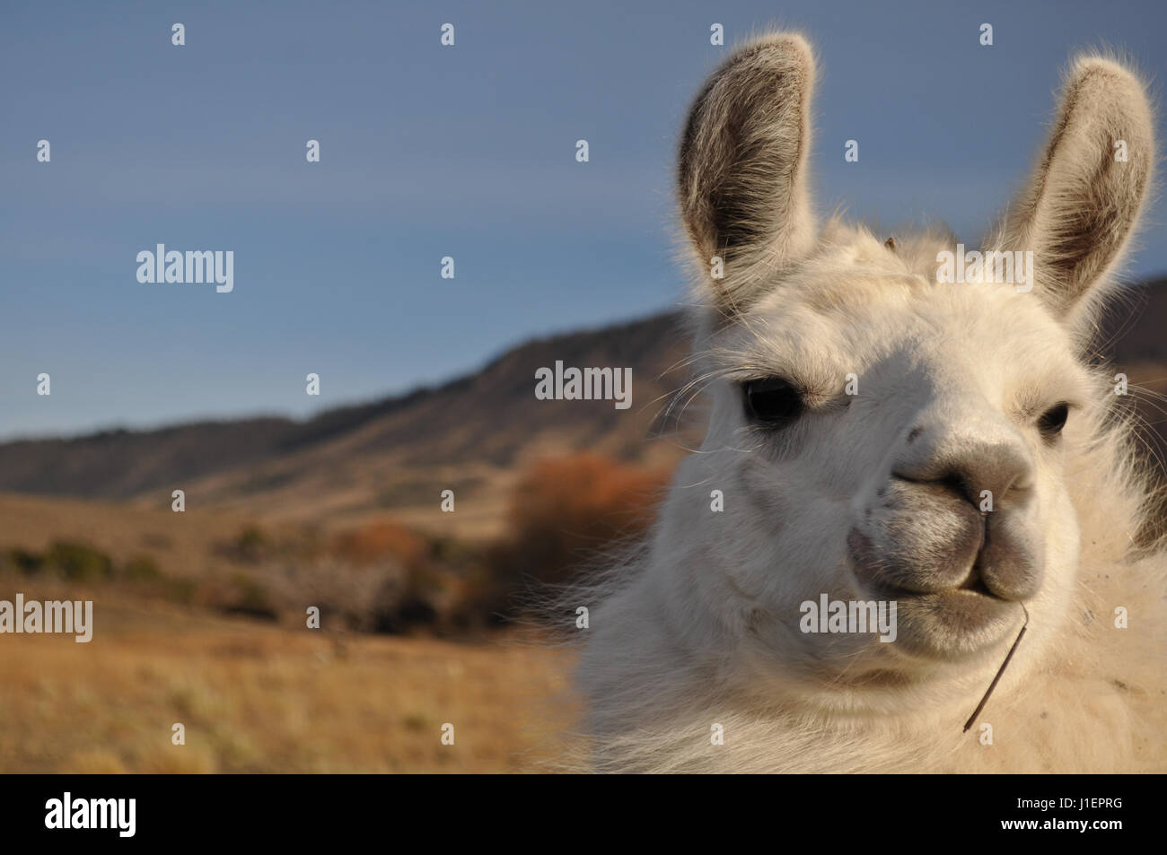 Torres de llama hi-res stock photography and images - Alamy