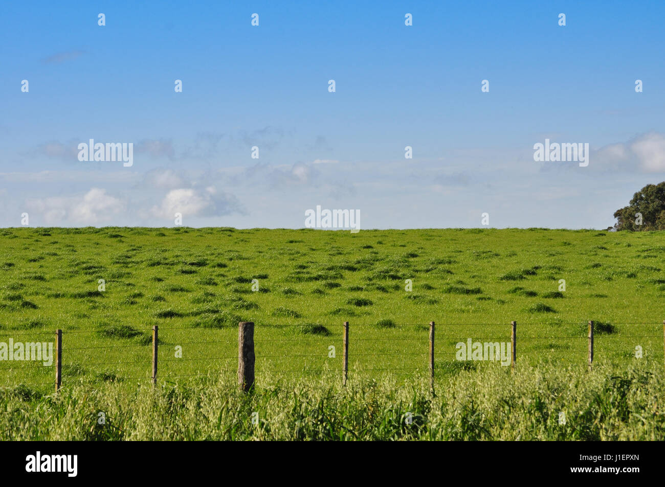 Spring landscape in a beautiful green field grass with wire fence Stock ...