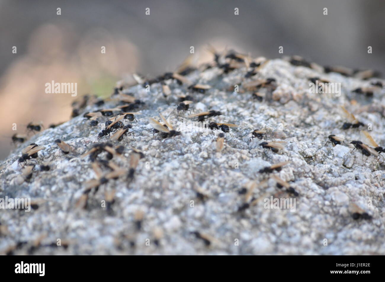 Flying black ants hi-res stock photography and images - Alamy