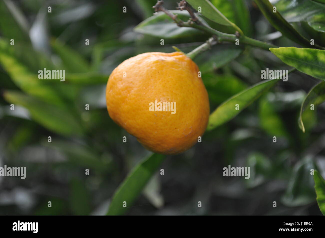 Tangerine plant hi-res stock photography and images - Alamy
