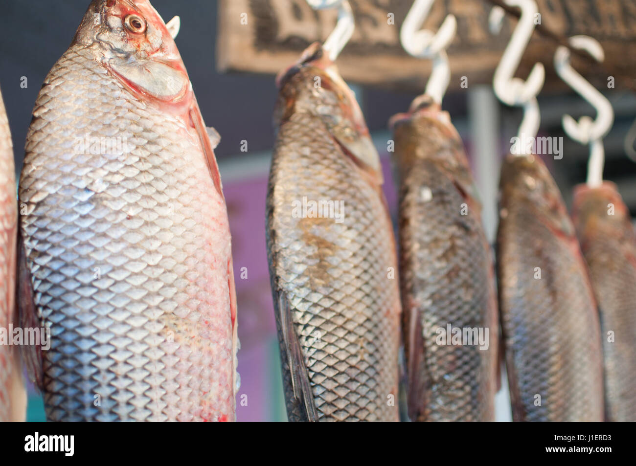 Boga fish High Resolution Stock Photography and Images - Alamy