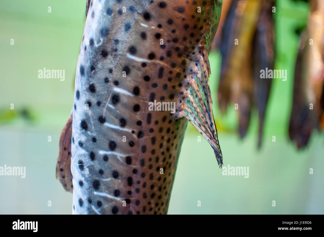 Surubi Fish (Pseudoplatystoma). Typical fish from Parana and Amazonas ...