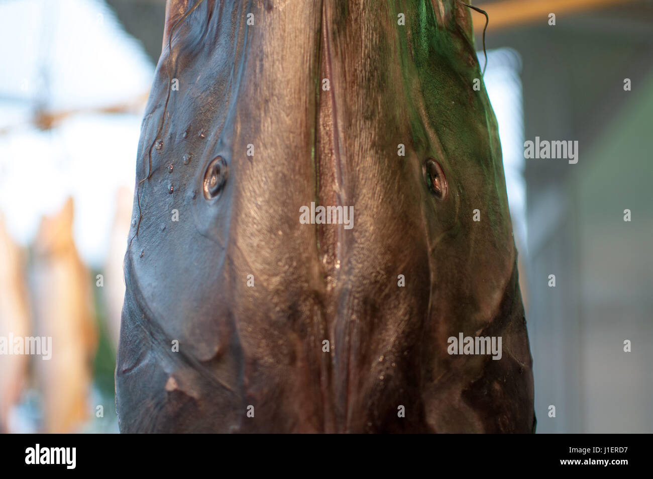 Surubi Fish (Pseudoplatystoma). Typical fish from Parana and Amazonas ...
