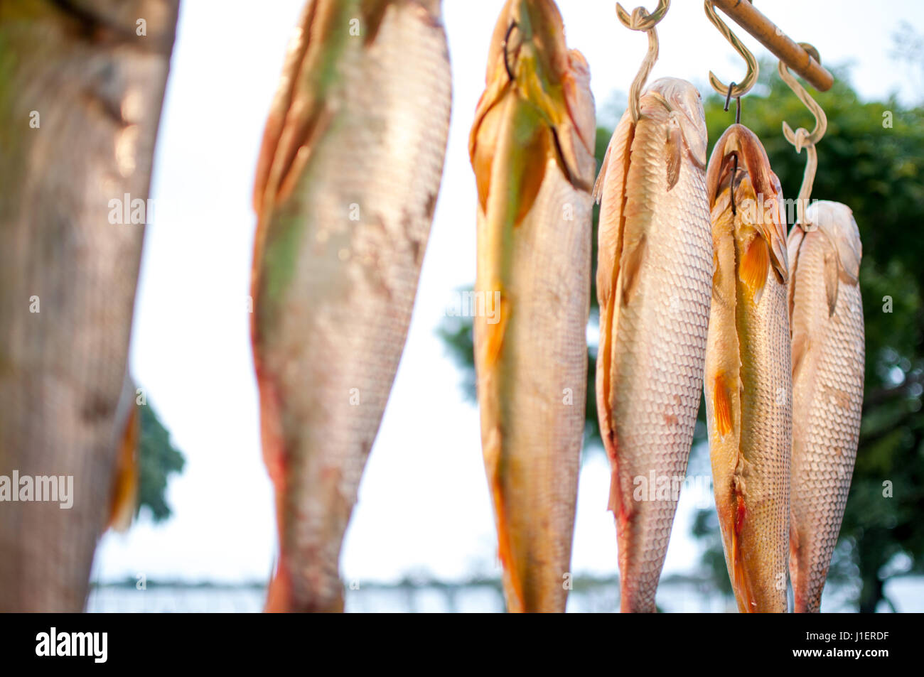Boga Fishes at Fish Market in Rosario, Santa Fe, Argentina (Leporinus ...