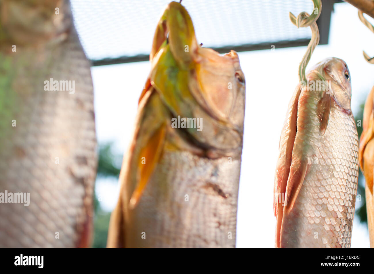 Boga Fishes at Fish Market in Rosario, Santa Fe, Argentina (Leporinus ...