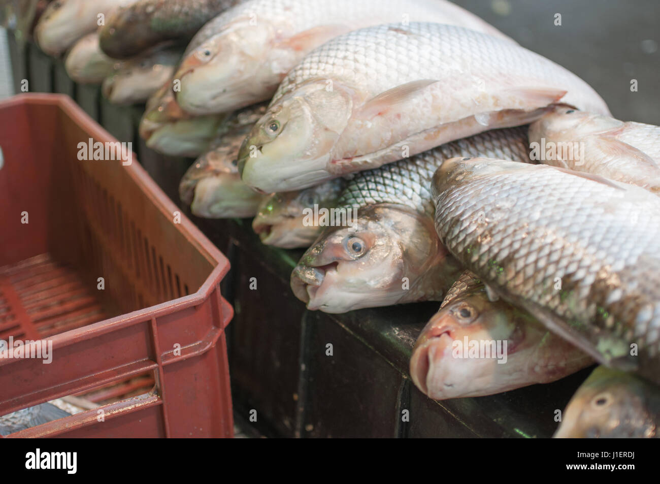 Boga Fishes at Fish Market in Rosario, Santa Fe, Argentina (Leporinus ...