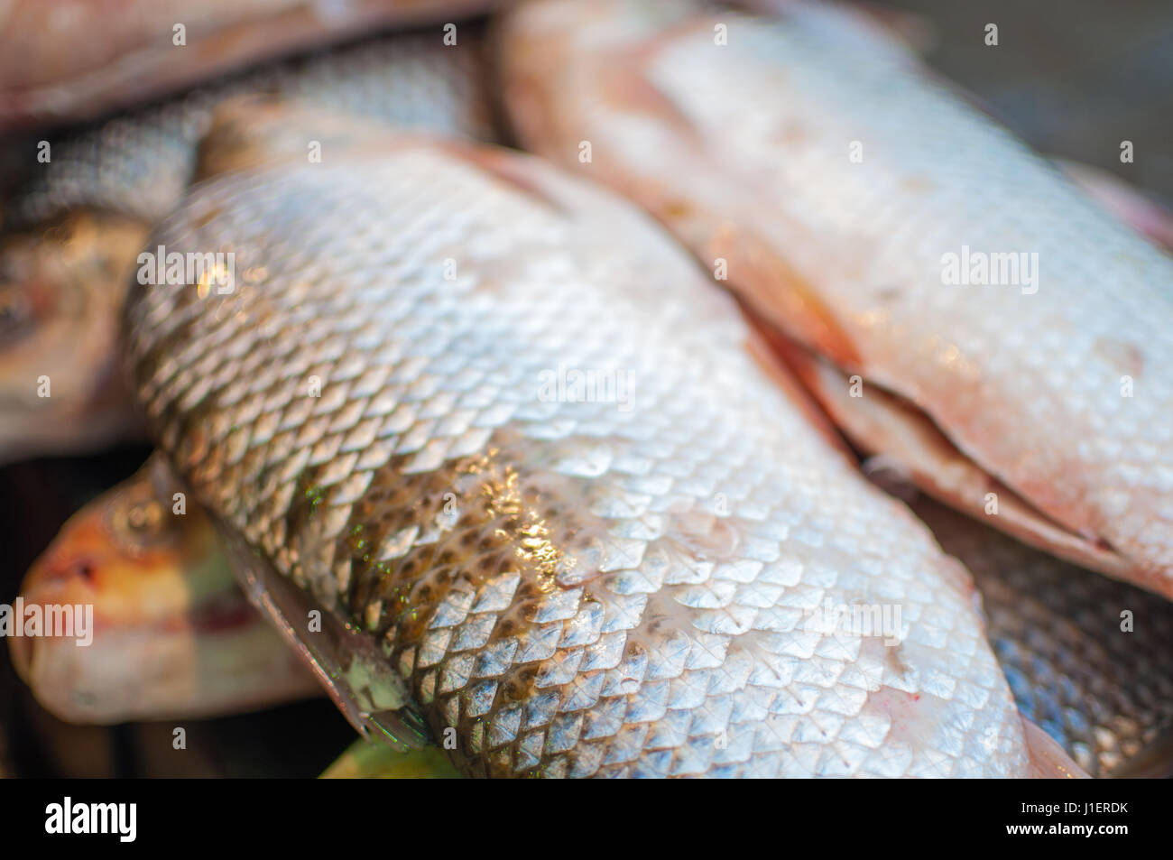 Boga Fishes at Fish Market in Rosario, Santa Fe, Argentina (Leporinus ...