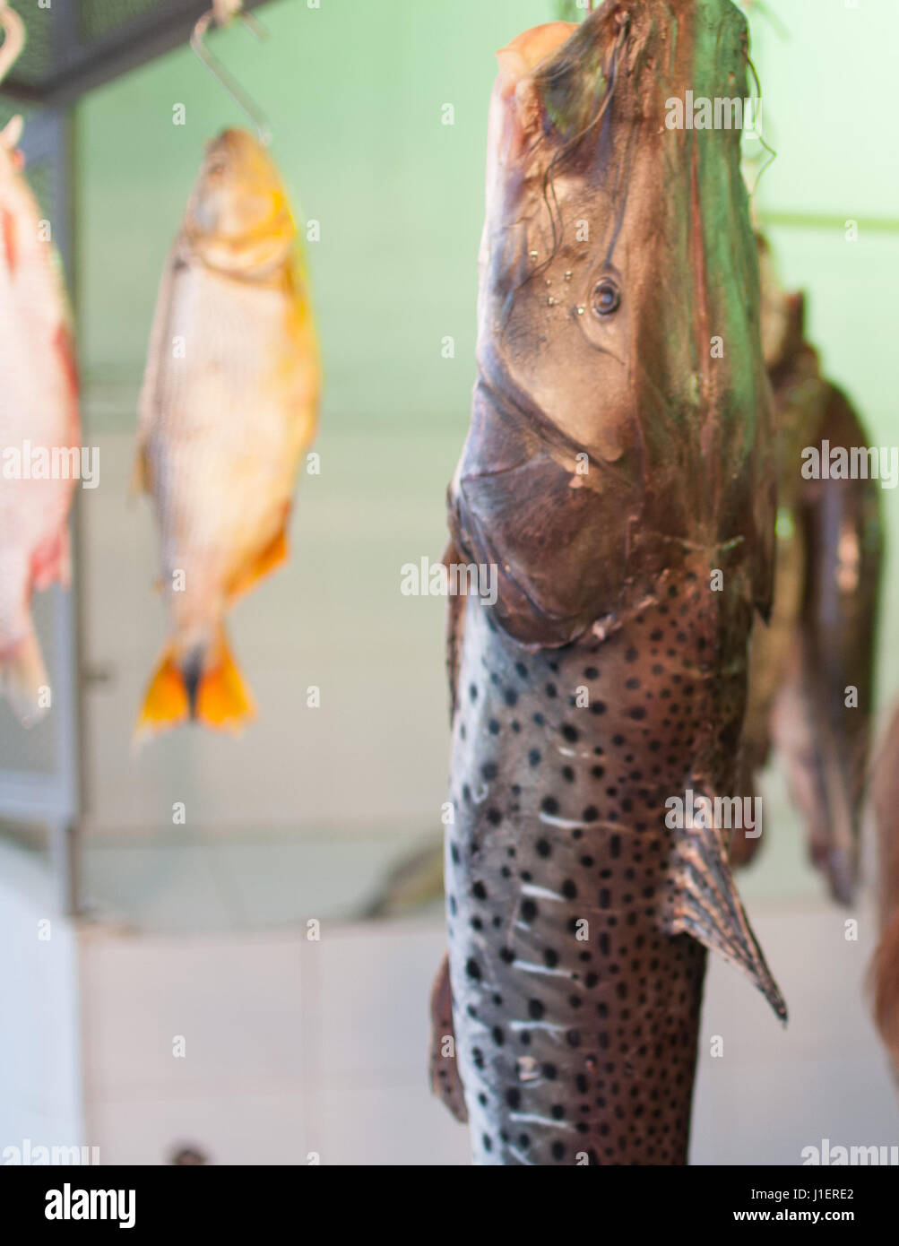 Surubi Fish (Pseudoplatystoma). Typical fish from Parana and Amazonas ...