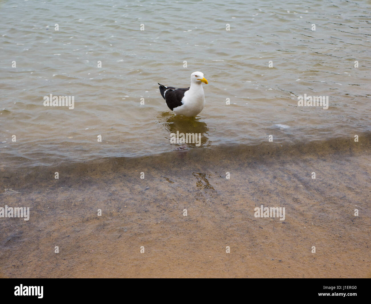 Seagull on beach Stock Photo - Alamy