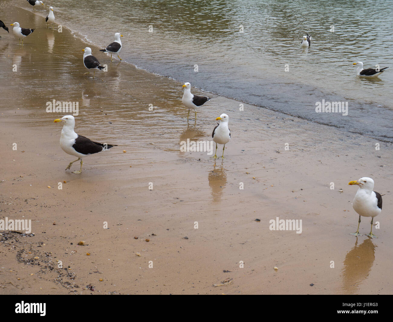 Seagull on beach Stock Photo - Alamy