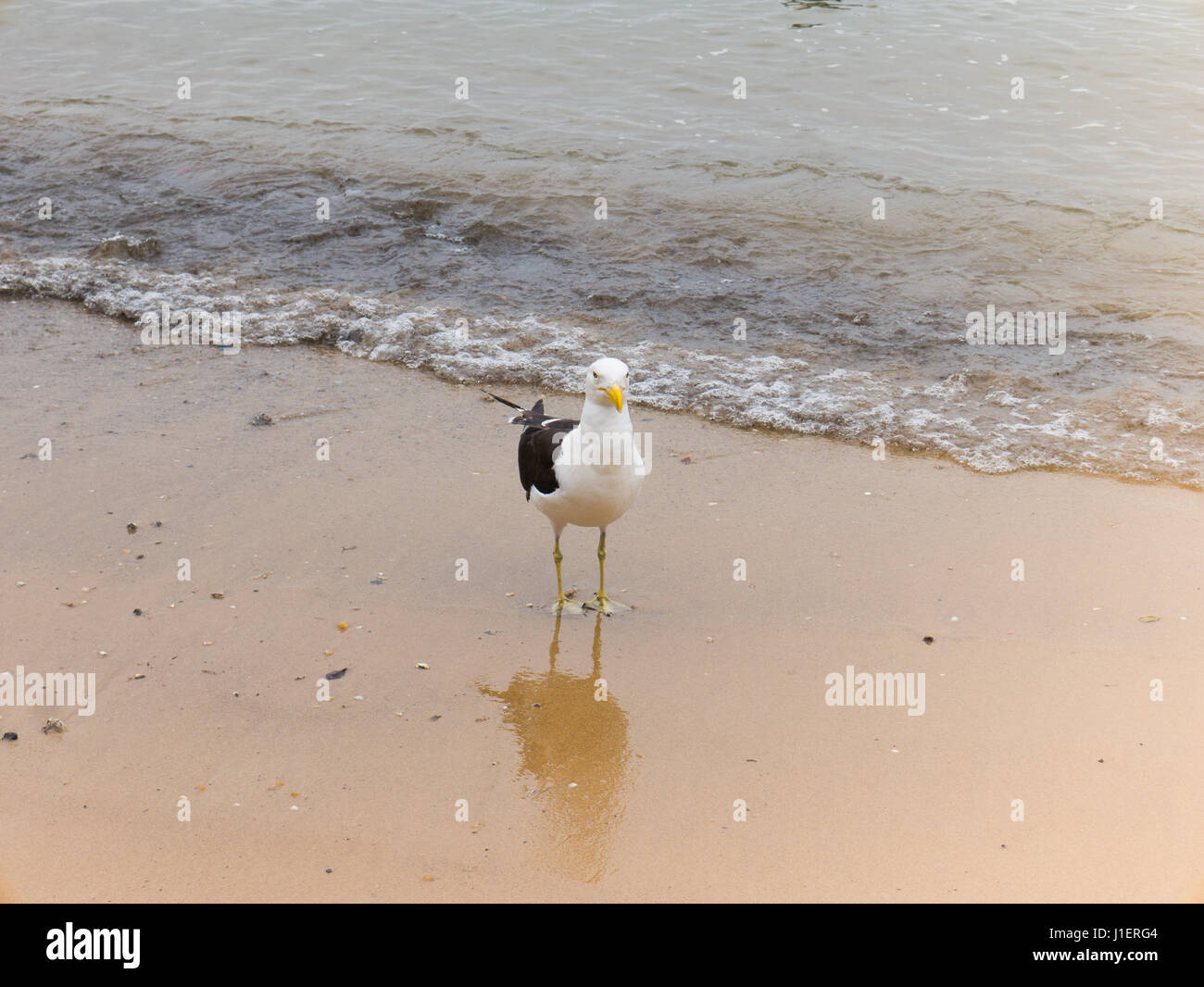Seagull on beach Stock Photo - Alamy