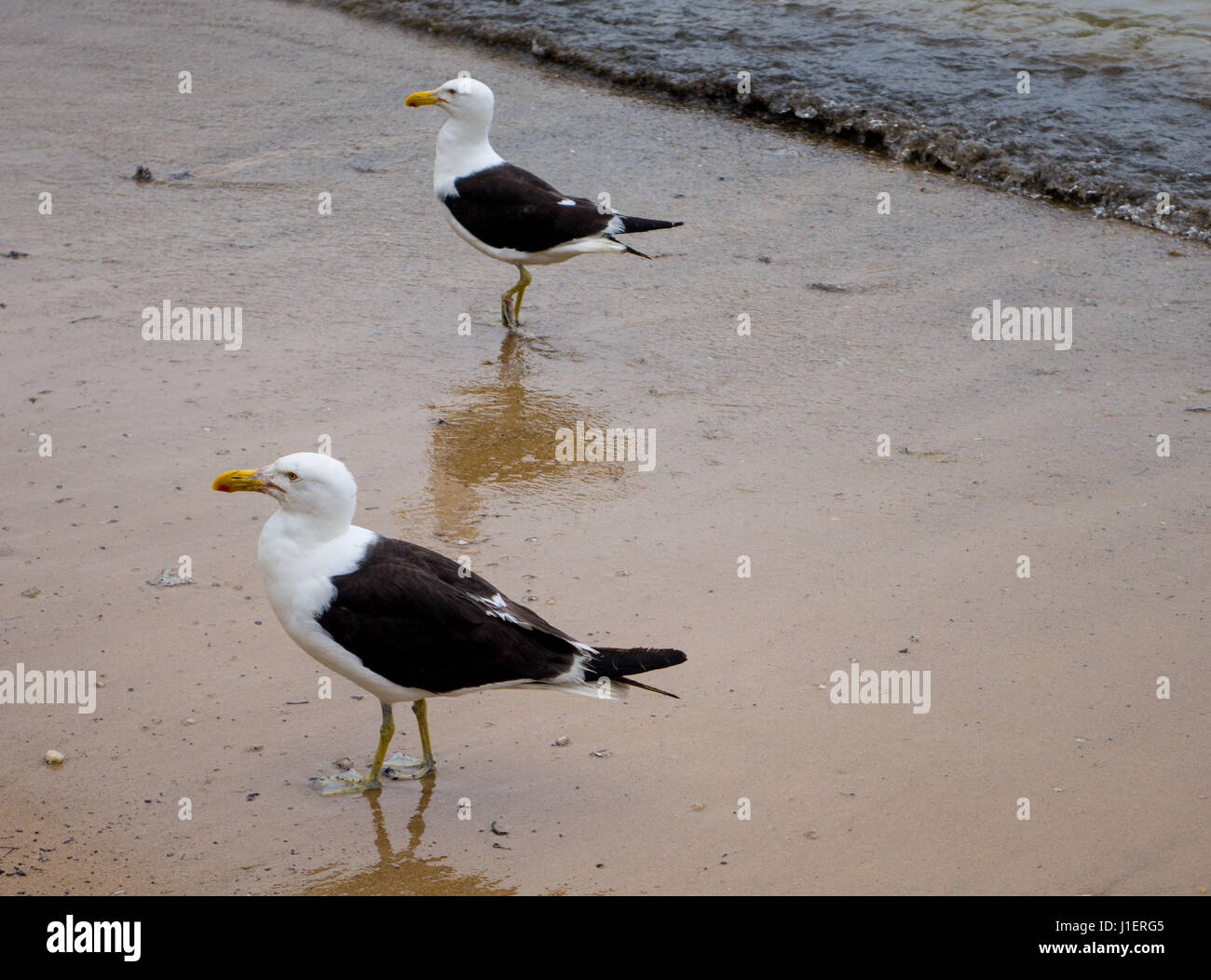Seagull on beach Stock Photo - Alamy