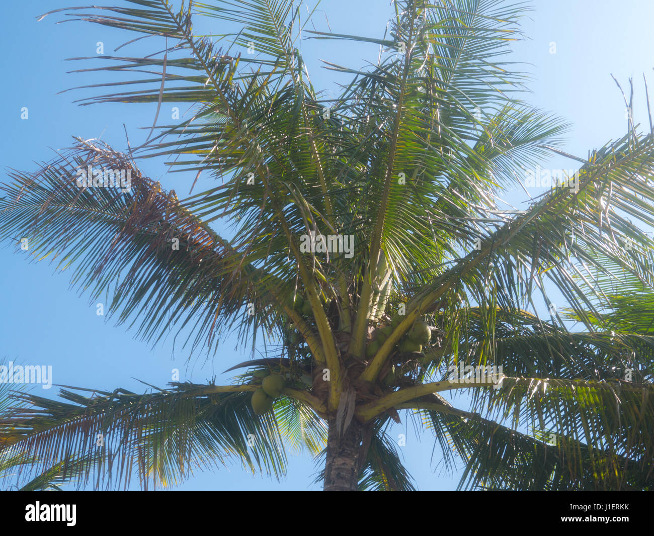 Tropical Palm Trees Stock Photo - Alamy