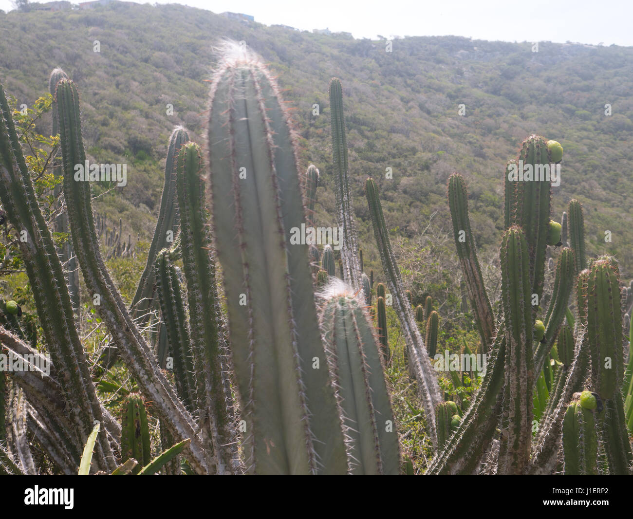 Wild cactus plant Stock Photo - Alamy