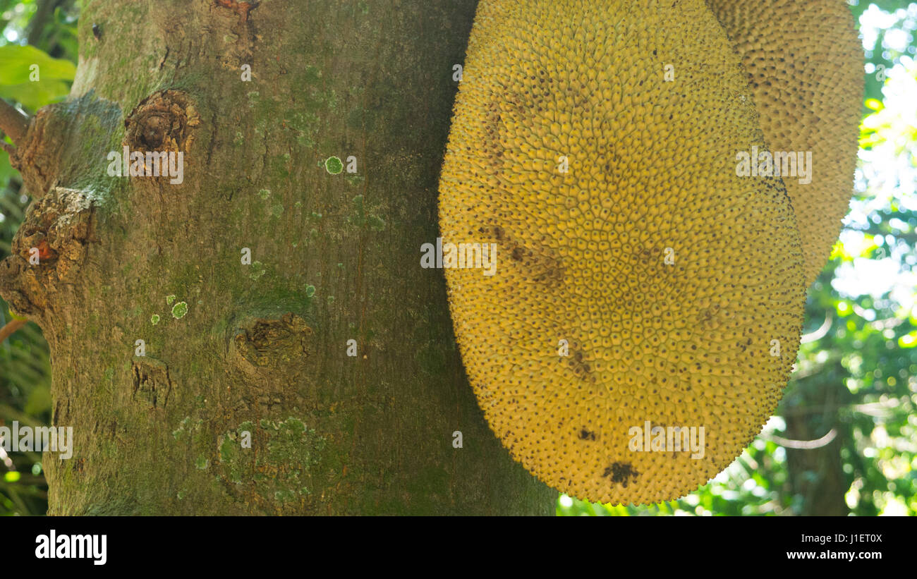 Jackfruit orchard hi-res stock photography and images - Alamy