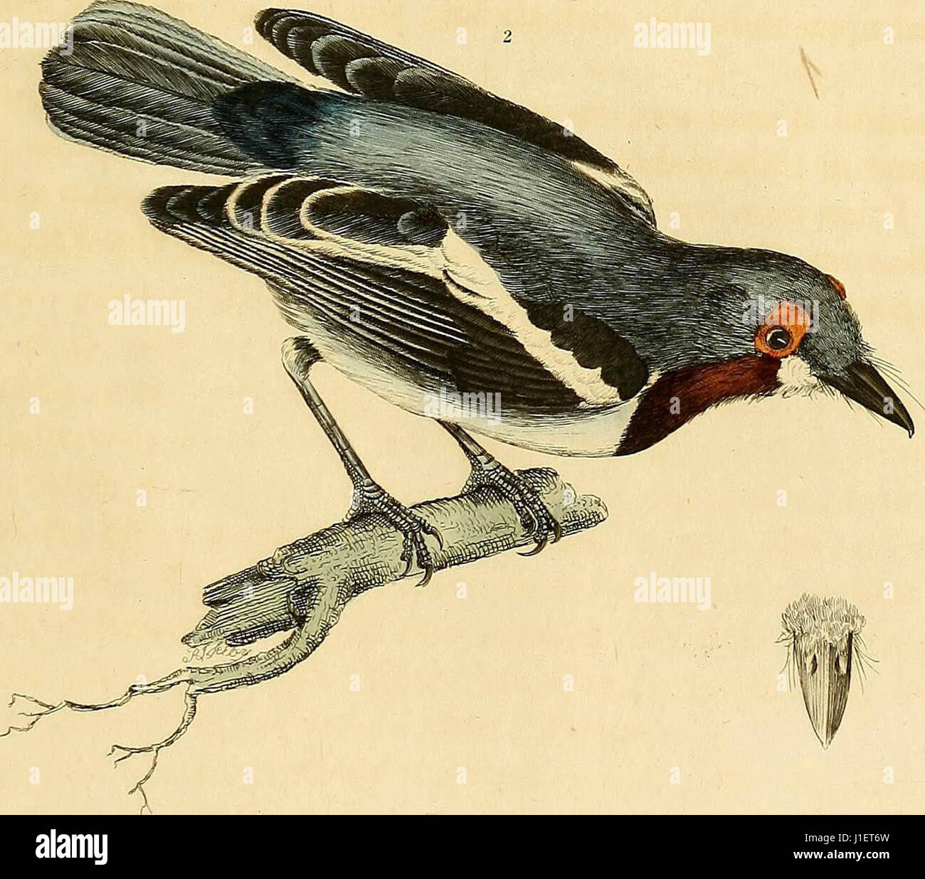 "Illustrations of ornithology" (1826 Stock Photo - Alamy